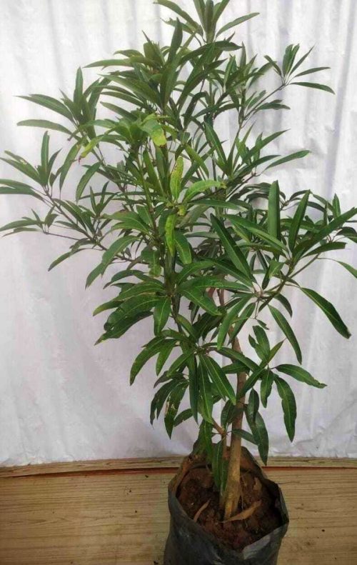 Kalapadi Mango – Intoto Fruit Plants