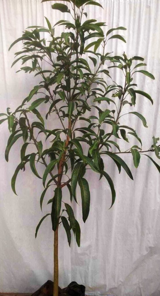 Kotturkonam Mango – Intoto Fruit Plants